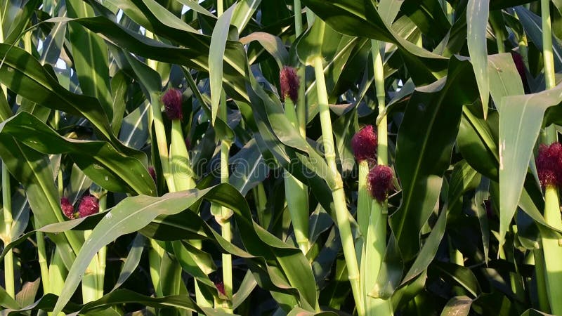 Corn Maize Farming Nature Field Stock Video - Video of fields, hand ...