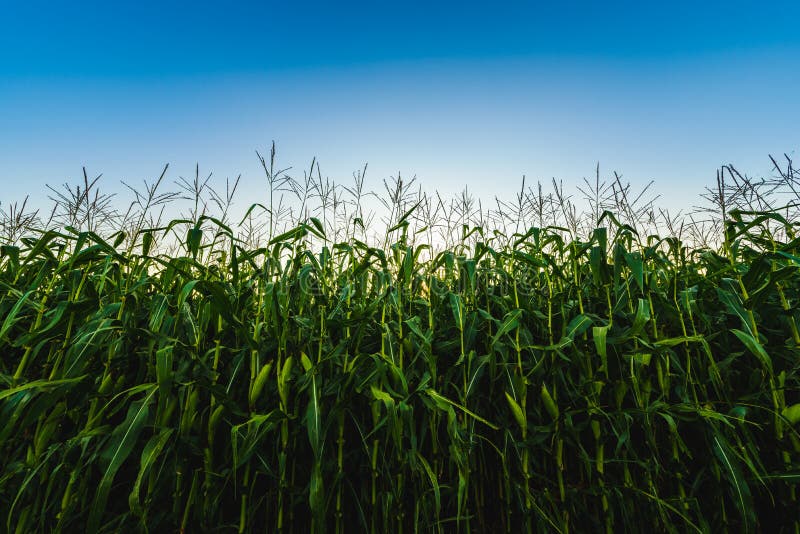 Corn Maize Field Against Blue Sky in Summer. Stock Image - Image of ...