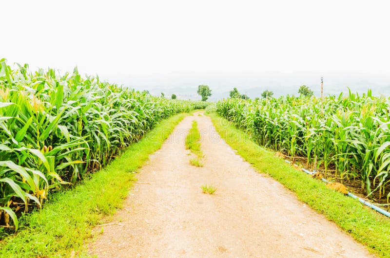 Corn, maize field stock photo. Image of asia, green, growth - 31850044