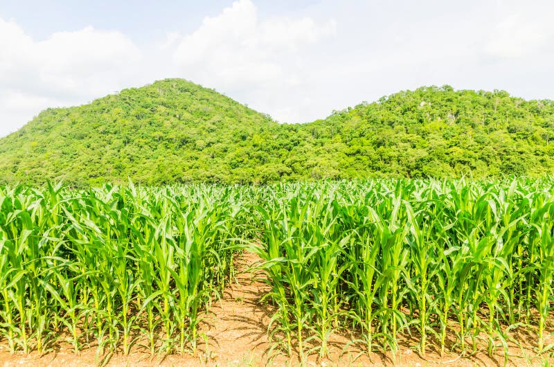 Corn, maize field stock image. Image of food, countryside - 31850247