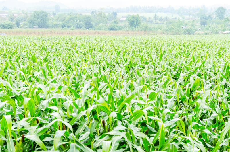 Corn, maize field stock image. Image of horizon, green - 31850355