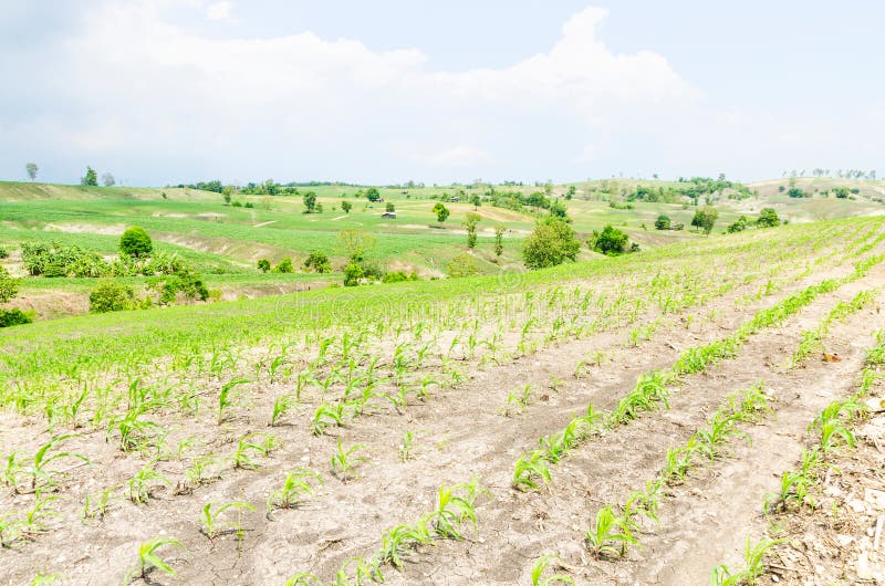 Corn, maize field stock photo. Image of food, farm, agricultural - 31851124