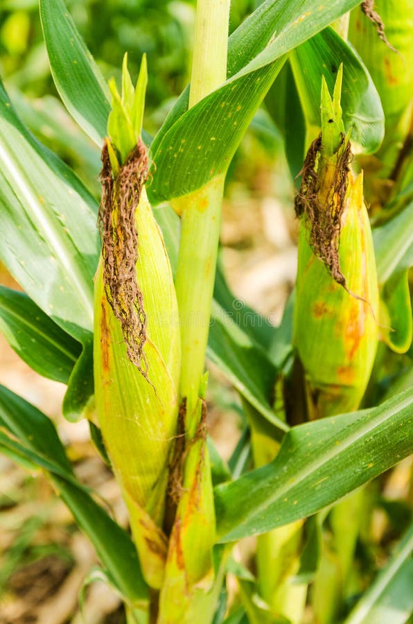 Riped corn in the field stock image. Image of plant, organic - 20765779