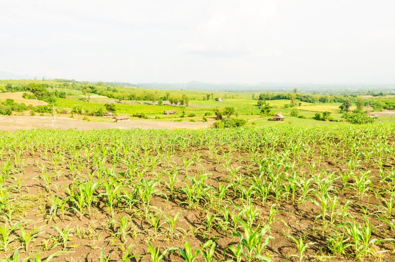 Corn, maize field stock image. Image of field, environment - 31851251