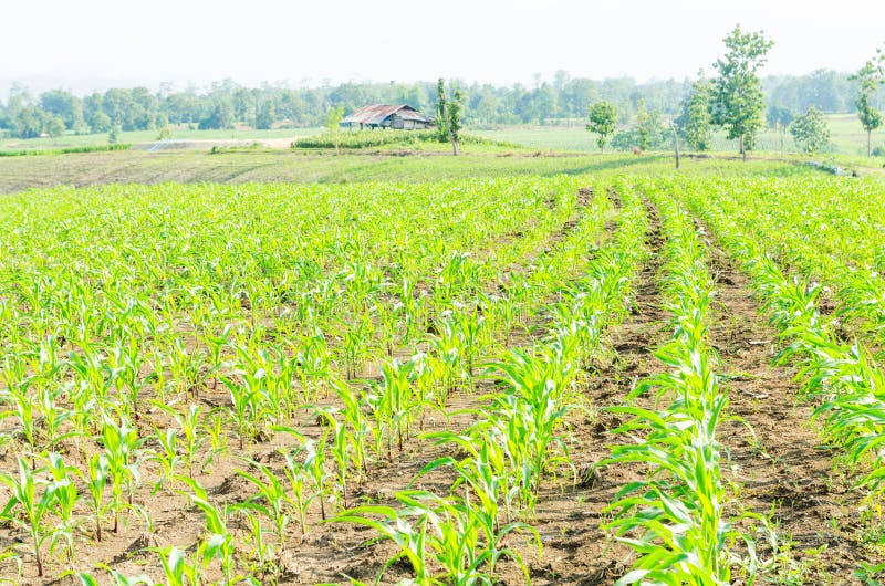 Corn, maize field stock image. Image of horizon, green - 31850355