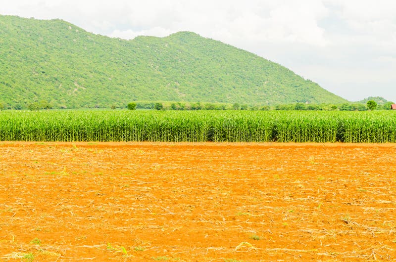 Corn, maize field stock image. Image of agriculture, countryside - 31851395