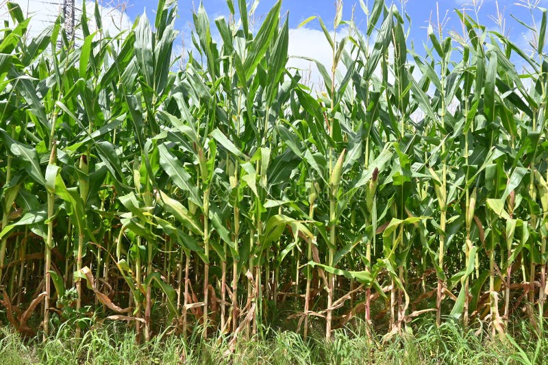 Corn ( Maize ) field. stock image. Image of view, sunshine - 285577271