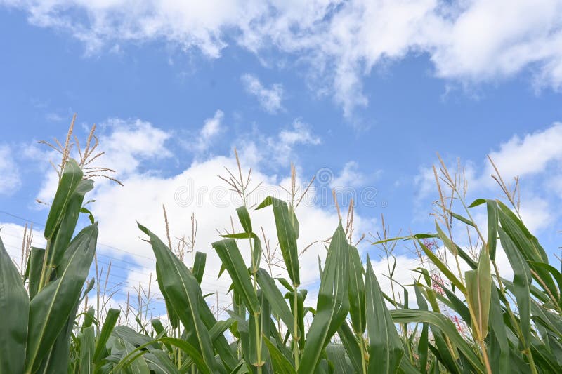 Corn ( Maize ) field. stock image. Image of cultivation - 285577309