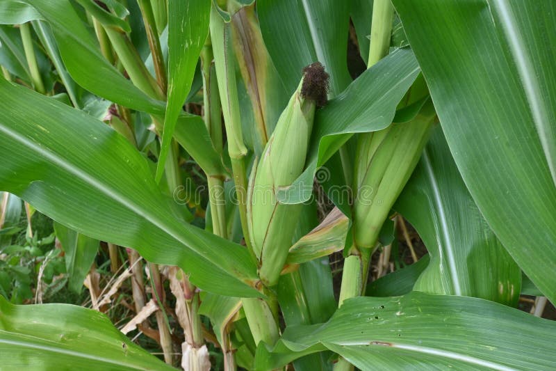 Corn ( Maize ) field. stock photo. Image of food, green - 285577288