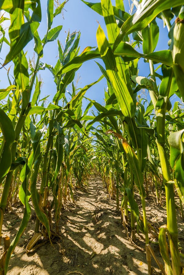 Maize or Corn Field Growing Up on Blue Sky. Stock Photo - Image of ...