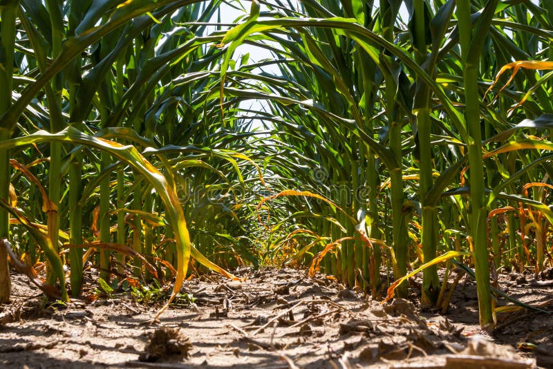Corn or Maize Field in Organic Land Agriculture Stock Photo - Image of ...