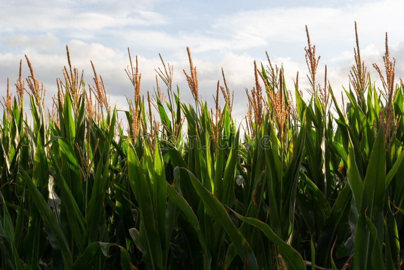 Corn or Maize Field in Organic Land Agriculture Stock Image - Image of ...