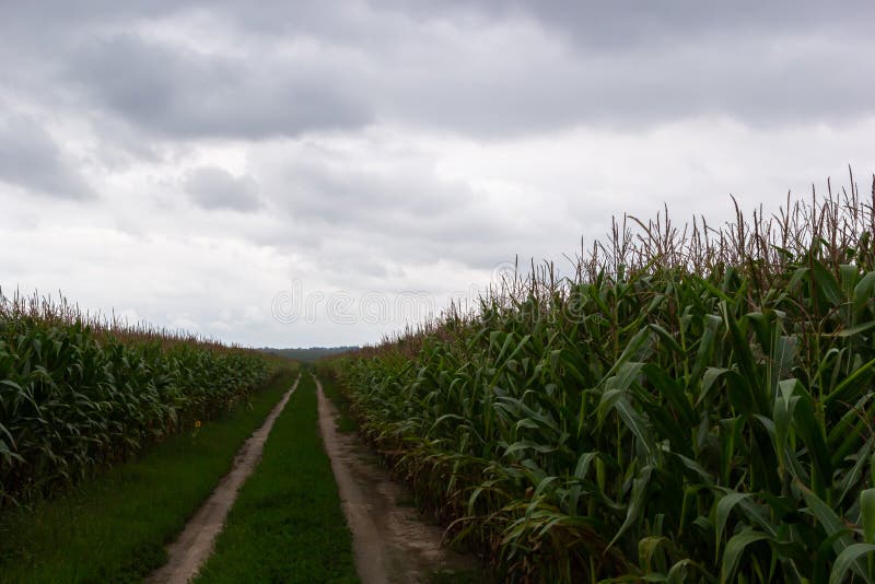 Corn or Maize Field in Organic Land Agriculture Stock Photo - Image of ...
