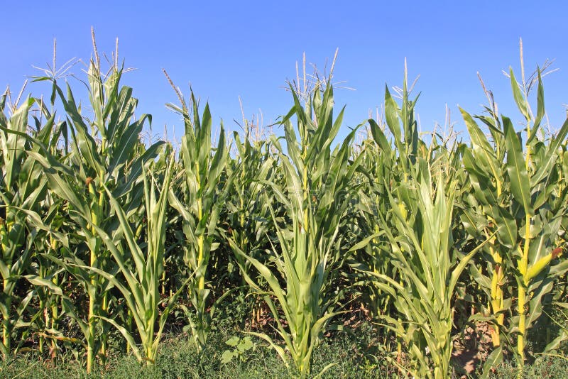 Corn maize stock photo. Image of crops, grown, maize - 33627420