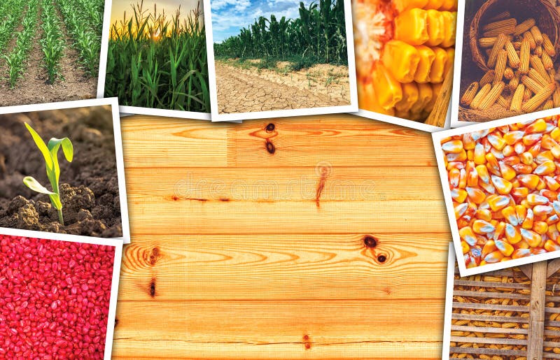 Corn and Maize Growth in Agriculture, Photo Collage Stock Image - Image ...