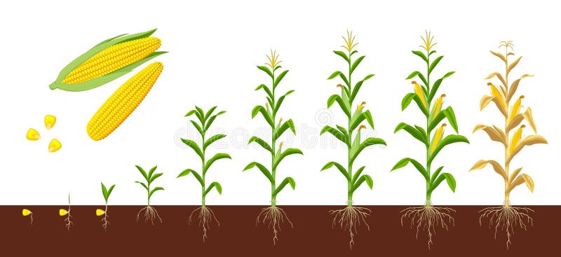 Corn Maize, Farm Crops Growth on Soil Stages Stock Vector ...