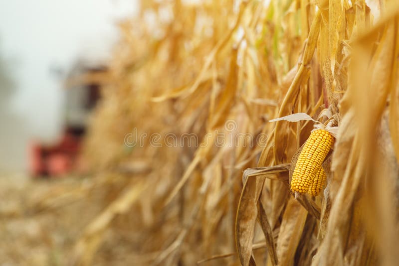 Corn Maize Harvest, Combine Harvester in Field Stock Photo - Image of ... Corn Maize Harvest, Combine Harvester in Field Stock Photo - Image of ...