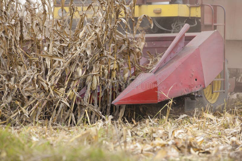 Corn maize harvest time stock photo. Image of field, industry - 34284792