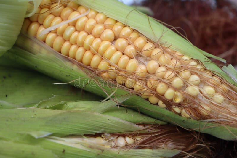 Corn or Maize Kernel with Grains Stock Photo - Image of cultivation ...