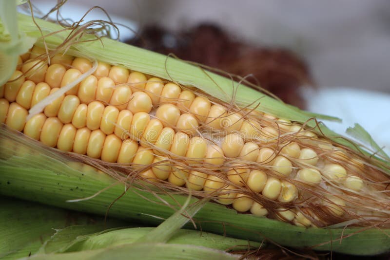 Corn or Maize Kernel with Grains Stock Photo - Image of isolated ...