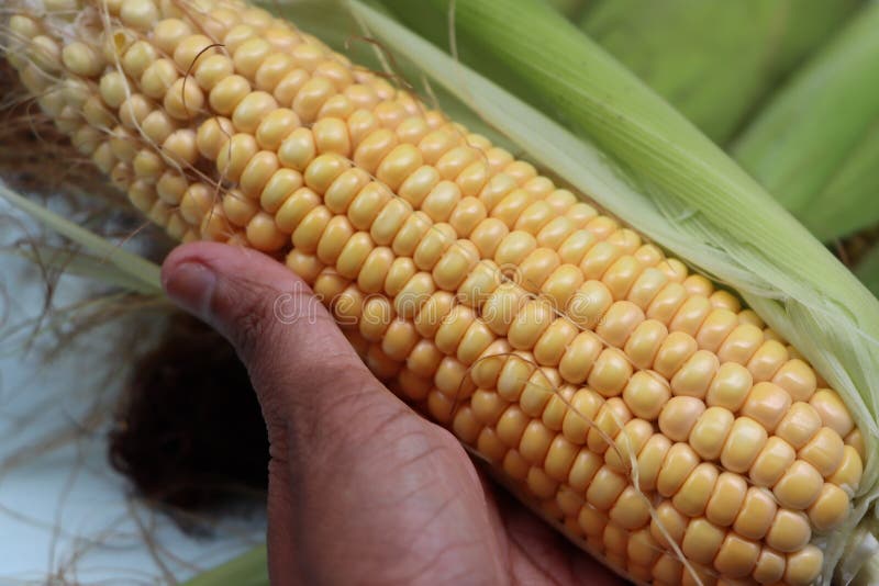Corn or Maize Kernel with Grains Stock Image - Image of harvest ...