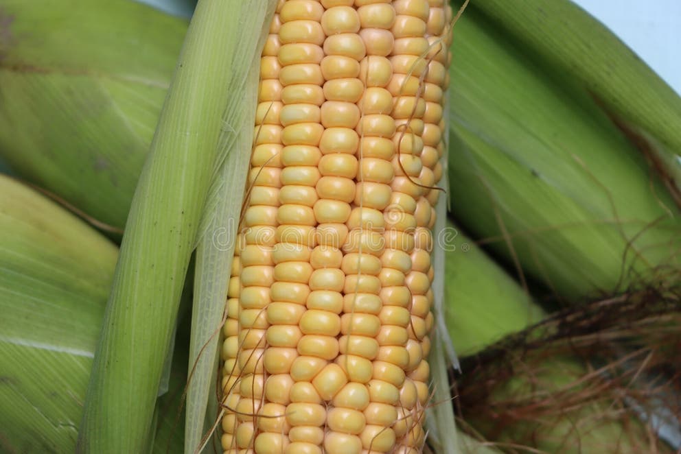 Corn or Maize Kernel with Grains Stock Photo - Image of industry, maize ...