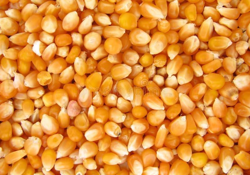 Corn Maize Kernels Pile Full Frame Stock Image - Image of food, full ...