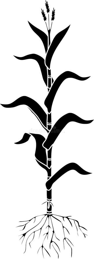 Corn Roots Stock Illustrations – 291 Corn Roots Stock Illustrations ...