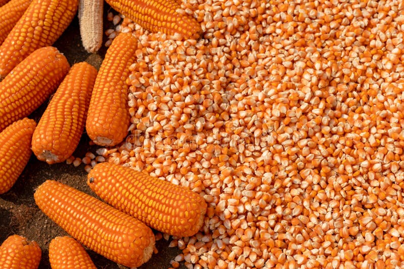 Corn or Maize for Processing into Fodder Stock Image - Image of natural ...
