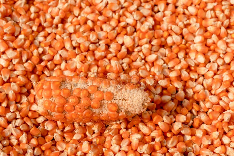 Corn or Maize for Processing into Fodder Stock Image - Image of closeup ...