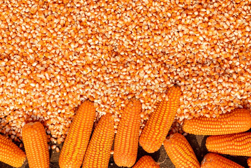 Corn or Maize for Processing into Fodder Stock Image - Image of grain ...