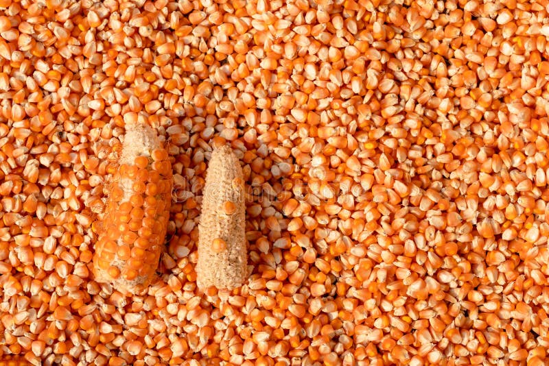 Corn or Maize for Processing into Fodder Stock Image - Image of grain ...