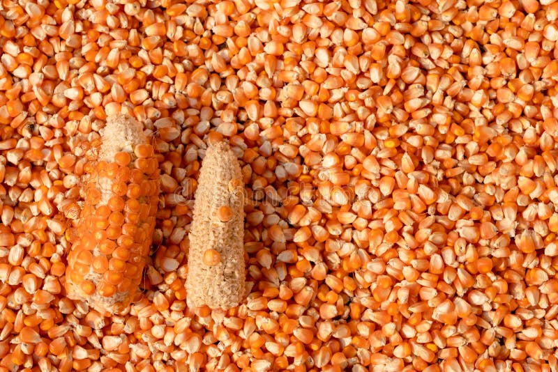 Corn or Maize for Processing into Fodder Stock Image - Image of corn ...