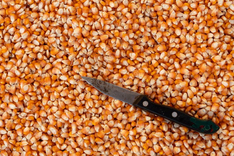 Corn or Maize for Processing into Fodder Stock Image - Image of natural ...