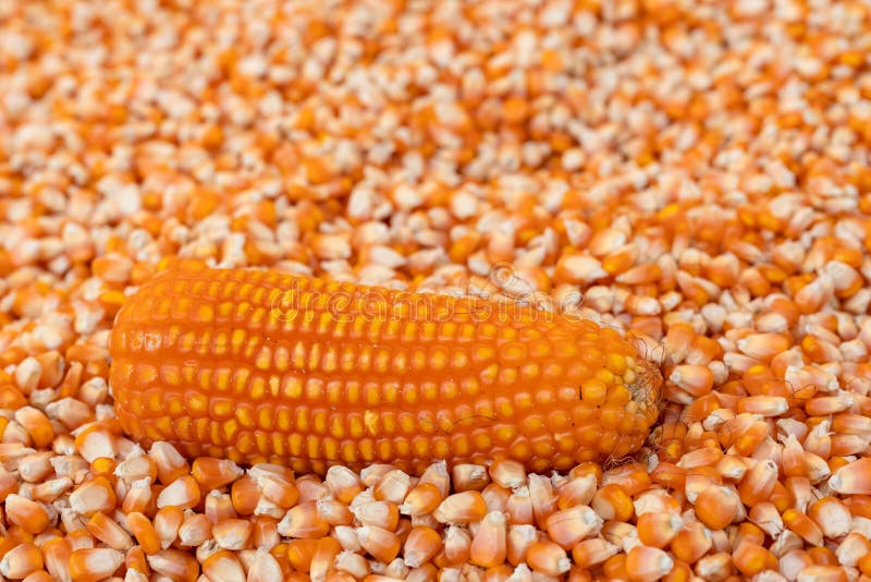 Corn or Maize for Processing into Fodder Stock Photo - Image of ripe ...