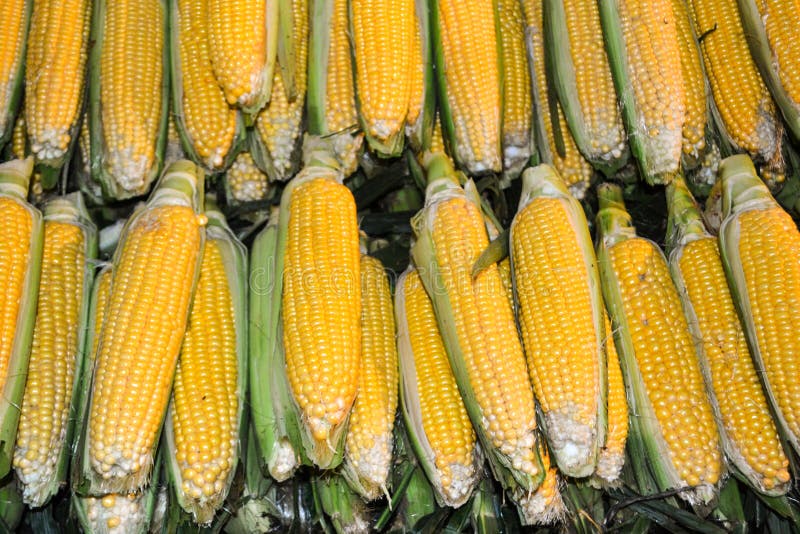 Corn or Maize for Processing into Yellow Fodder Stock Photo - Image of ...