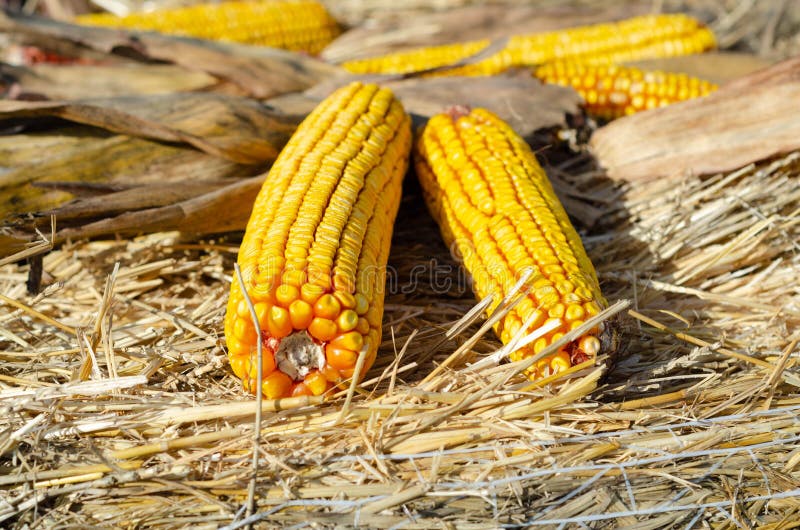 Corn or Maize for Processing into Yellow Fodder. Stock Photo - Image of ...