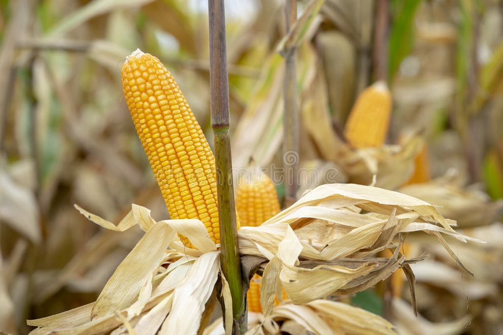 Corn or Maize for Processing into Yellow Fodder. Stock Image - Image of ...