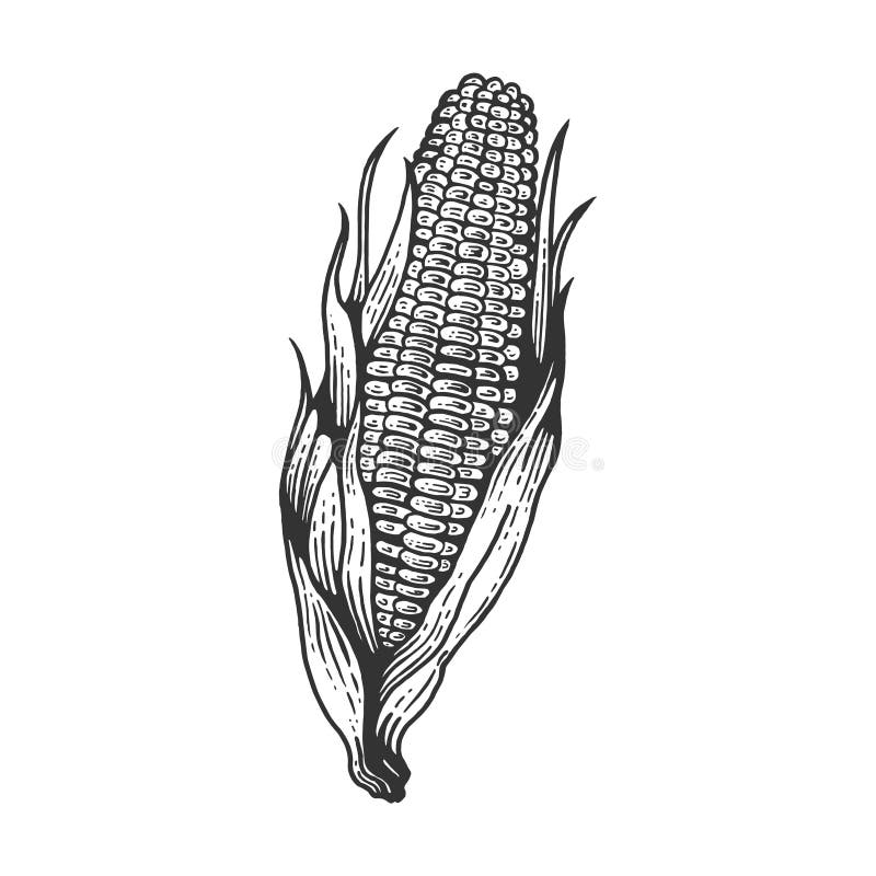 Corn Maize Sketch Engraving Vector Illustration Stock Vector ...