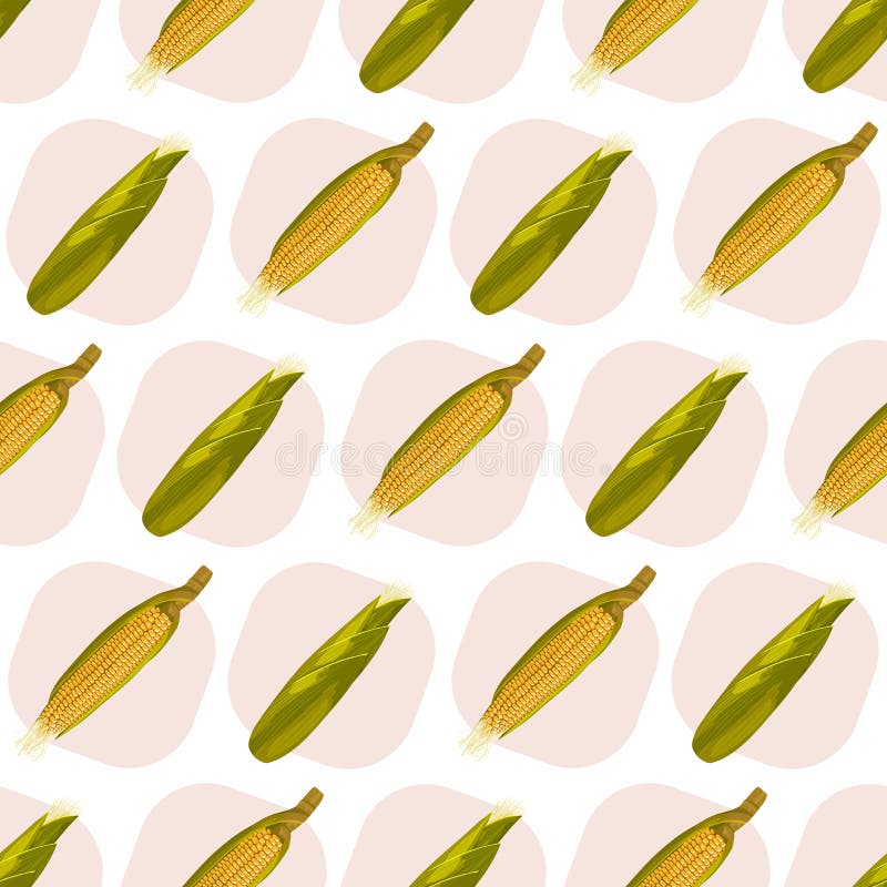 Corn Maize Vector Illustration. Realistic Hand Drawn Botanical Isolated ...