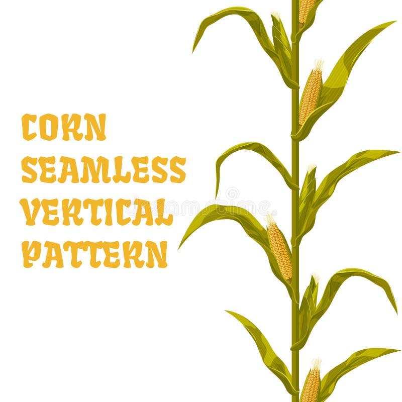 Corn Maize Vector Seamless Vertical Pattern. Realistic Botanical ...