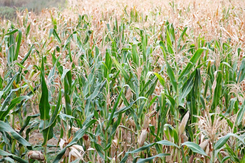 Corn maize stock photo. Image of crops, grown, maize - 33627420