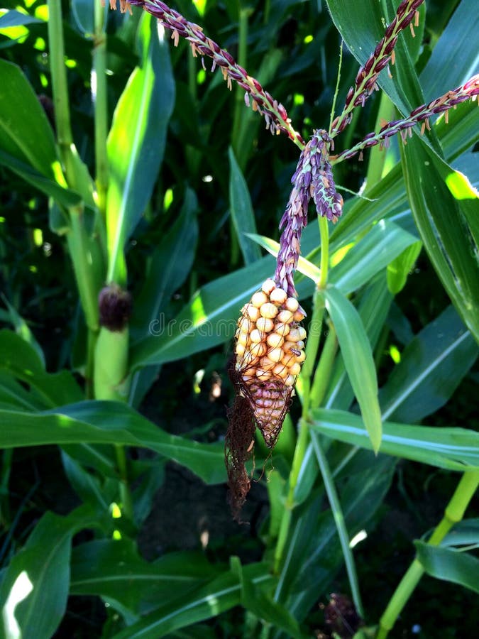 Corn Male Bloom Wearing Cob Stock Photos - Free & Royalty-Free Stock ...