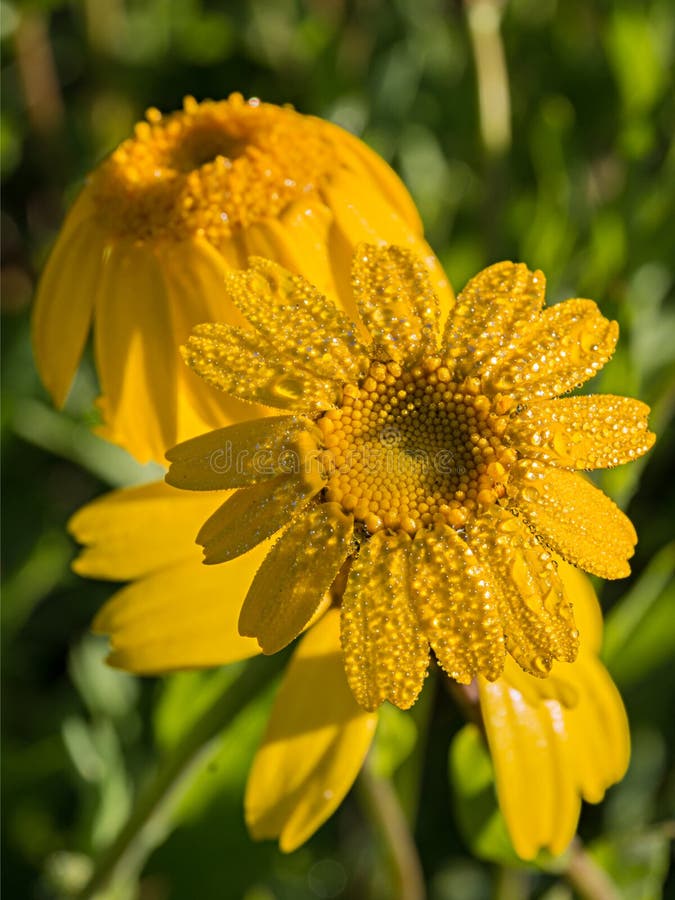 Corn marigold flowers stock image. Image of flora, daisy - 71371361