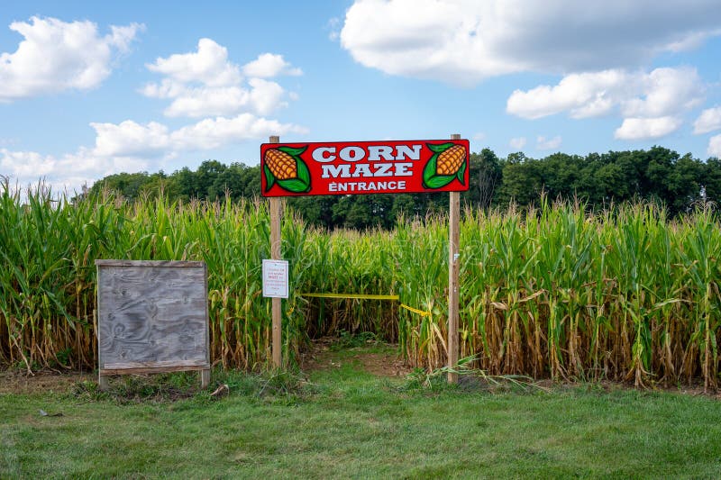 Corn maze stock image. Image of popcorn, corncob, grain - 290979355