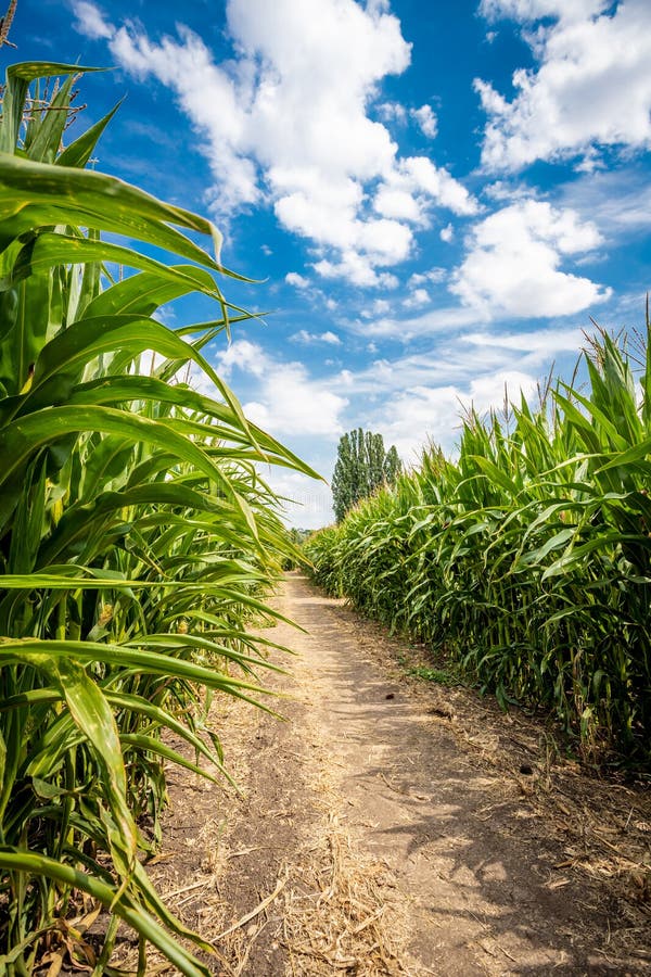 Corn maze stock image. Image of farm, farmland, landscape - 169328311
