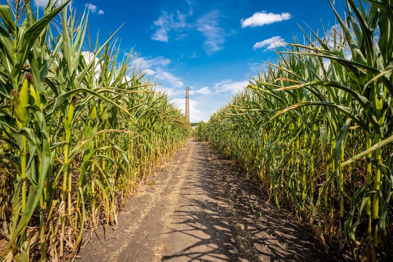 Corn maze stock photo. Image of labyrinth, magic, corn - 176048588