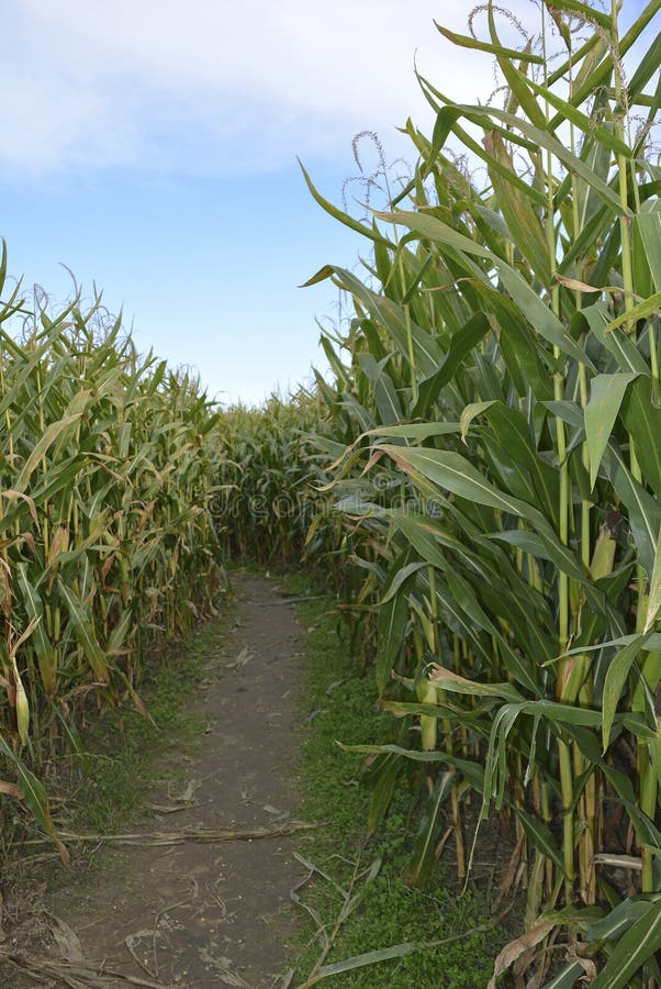 Corn Maze stock image. Image of pathway, maze, blue, path - 34598851