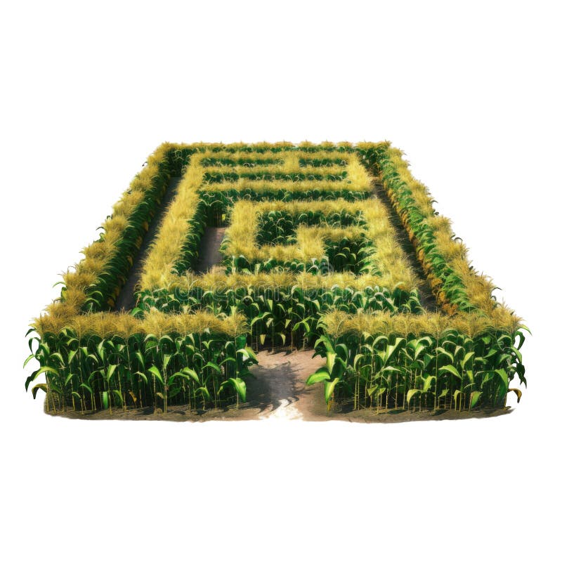 A Corn Maze in the Shape of a Square Stock Photo - Illustration of ...