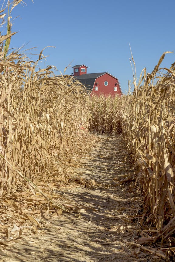 Corn Maze Trail and Red Barn Stock Photo - Image of idaho, autumn: 60877180